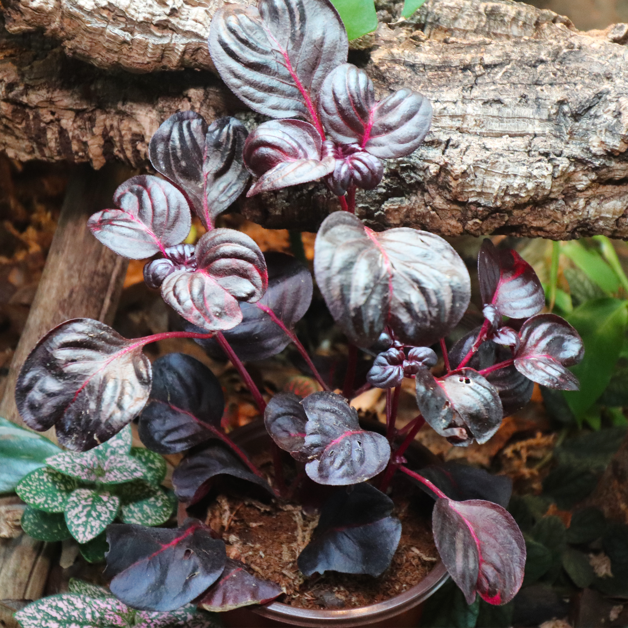 4 Inch Pot Plants – Dakotah Blue Exotics