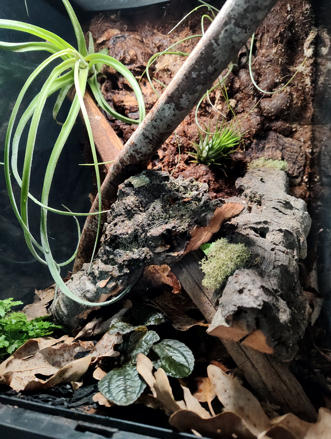 Bioactive & Plant Kits – Dakotah Blue Exotics