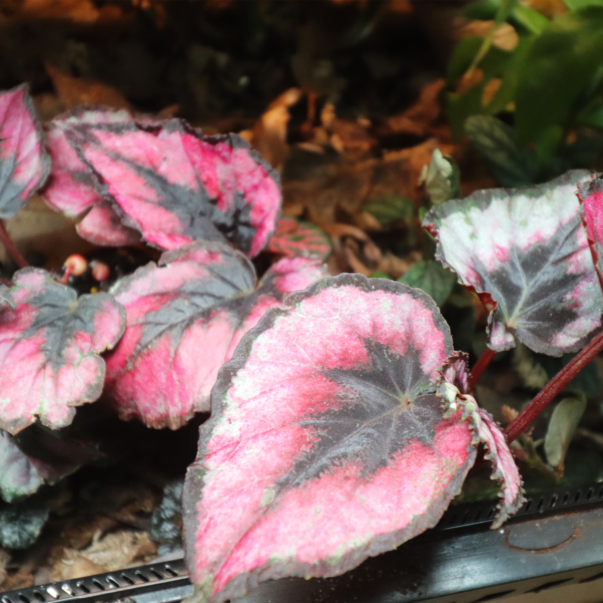 Begonias – Dakotah Blue Exotics