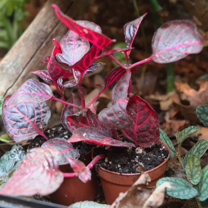 Blood Leaf Plant [Iresine Herbstii] – Dakotah Blue Exotics