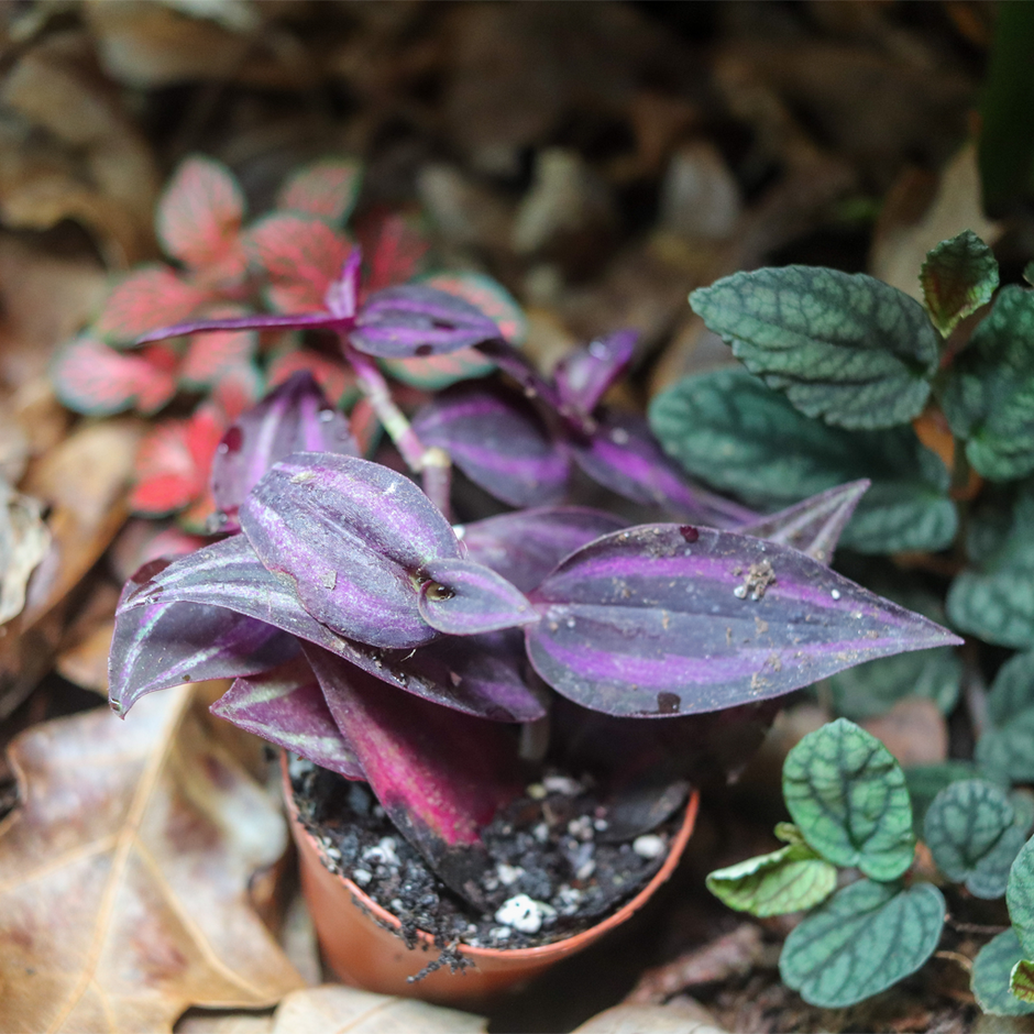 Terrarium plants – Dakotah Blue Exotics