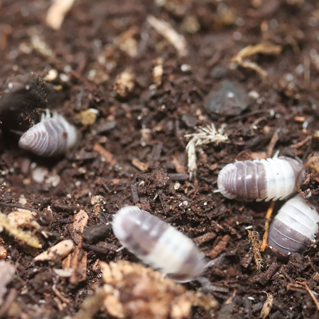 Isopods/Springtails – Dakotah Blue Exotics