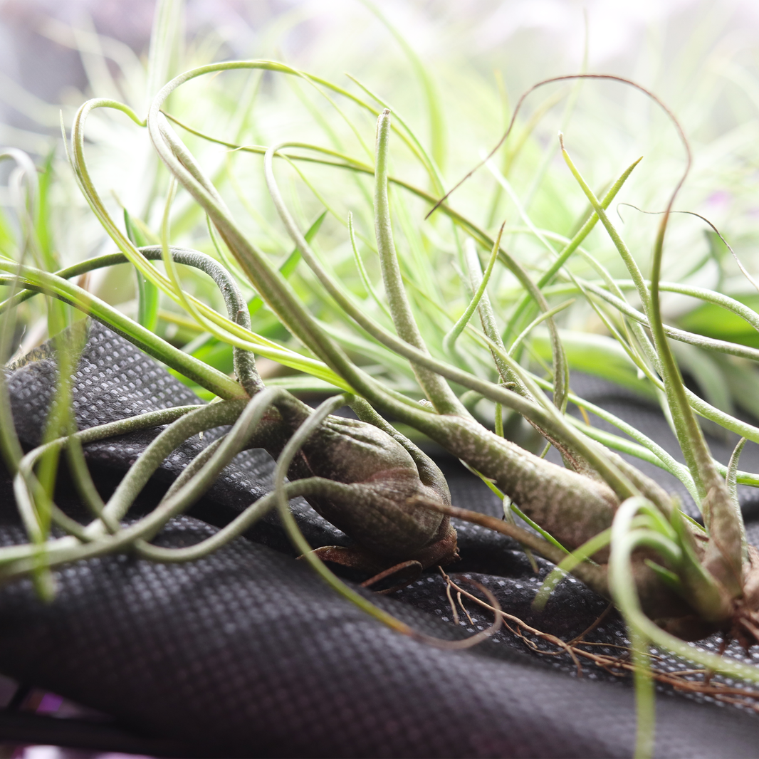 Air Plants – Dakotah Blue Exotics